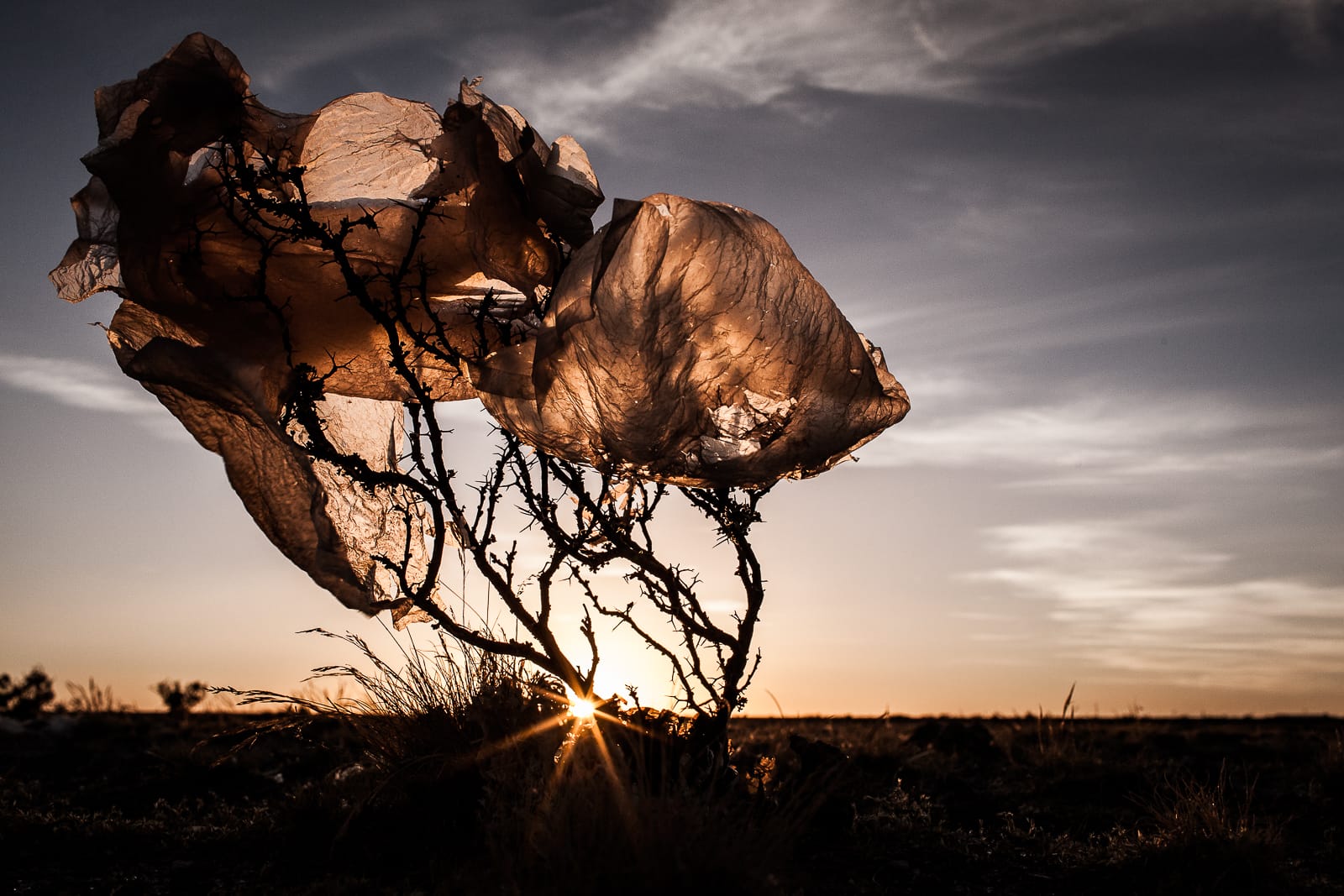 Beautiful Earth, Beautiful Forest - WeForest