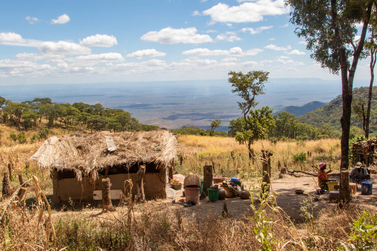 How the miombo forest is degraded in Mafinga - WeForest