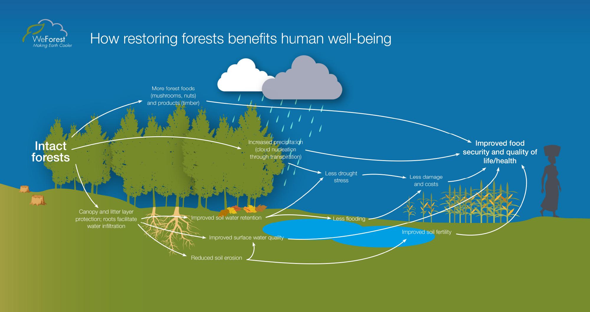 Healthy forests, healthy people - WeForest