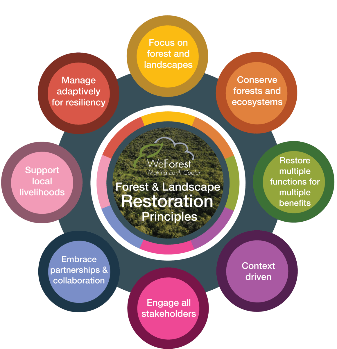 Exploring the Concept of Reforestation - WeForest's Mission