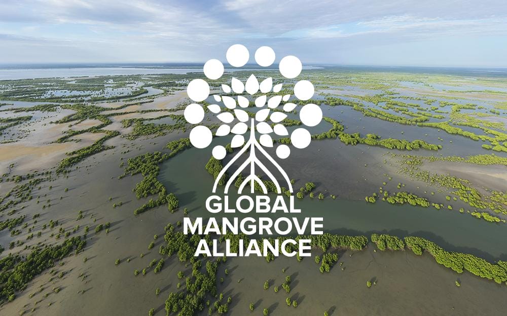 WeForest joins the Global Mangrove Alliance - WeForest