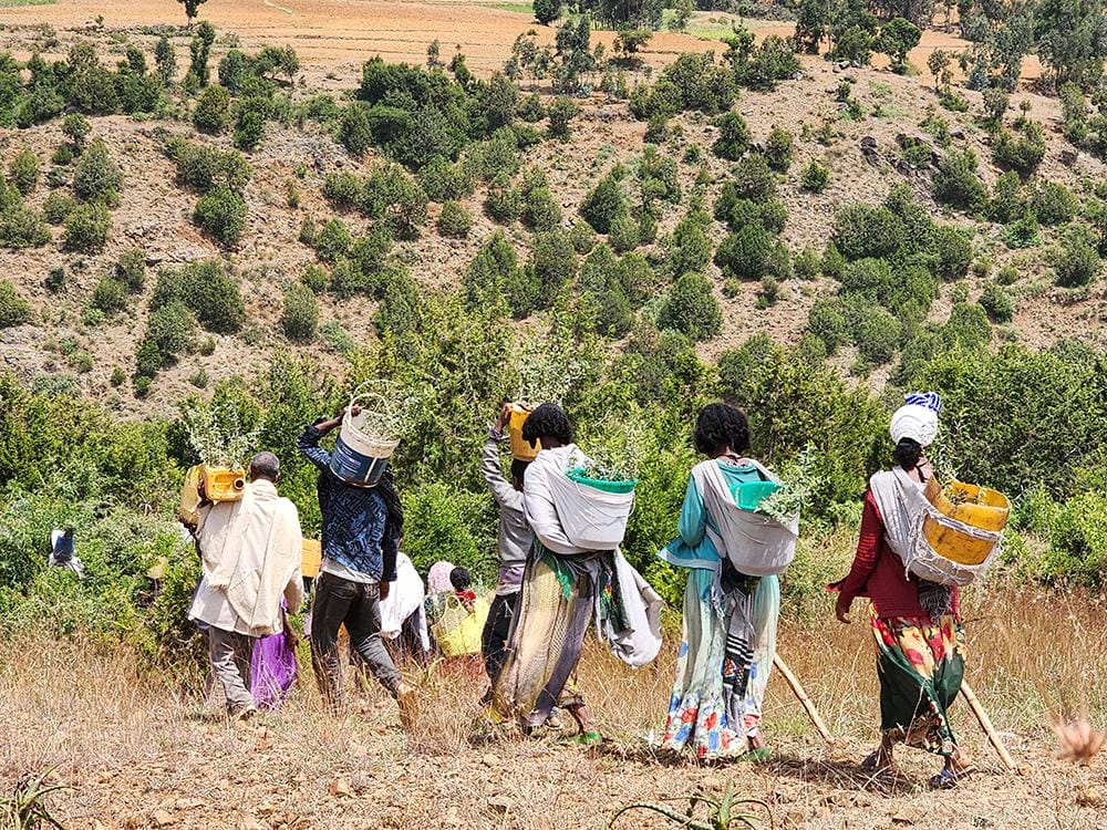 Unravelling the differences: reforestation vs. restoration - WeForest