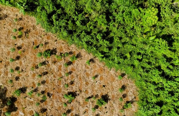 WeForest: Sustainable Reforestation Solutions