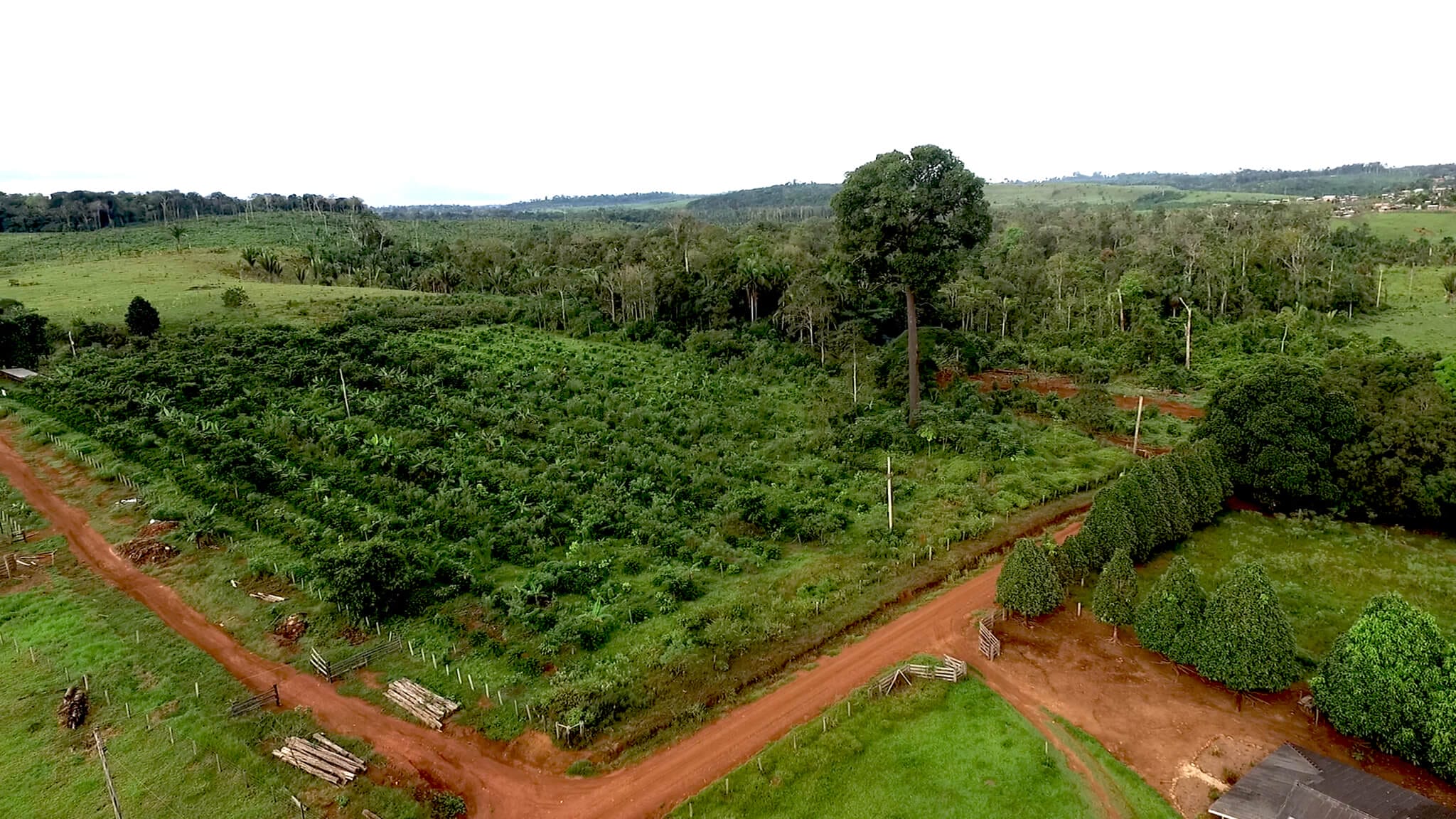 Special Projects - WeForest