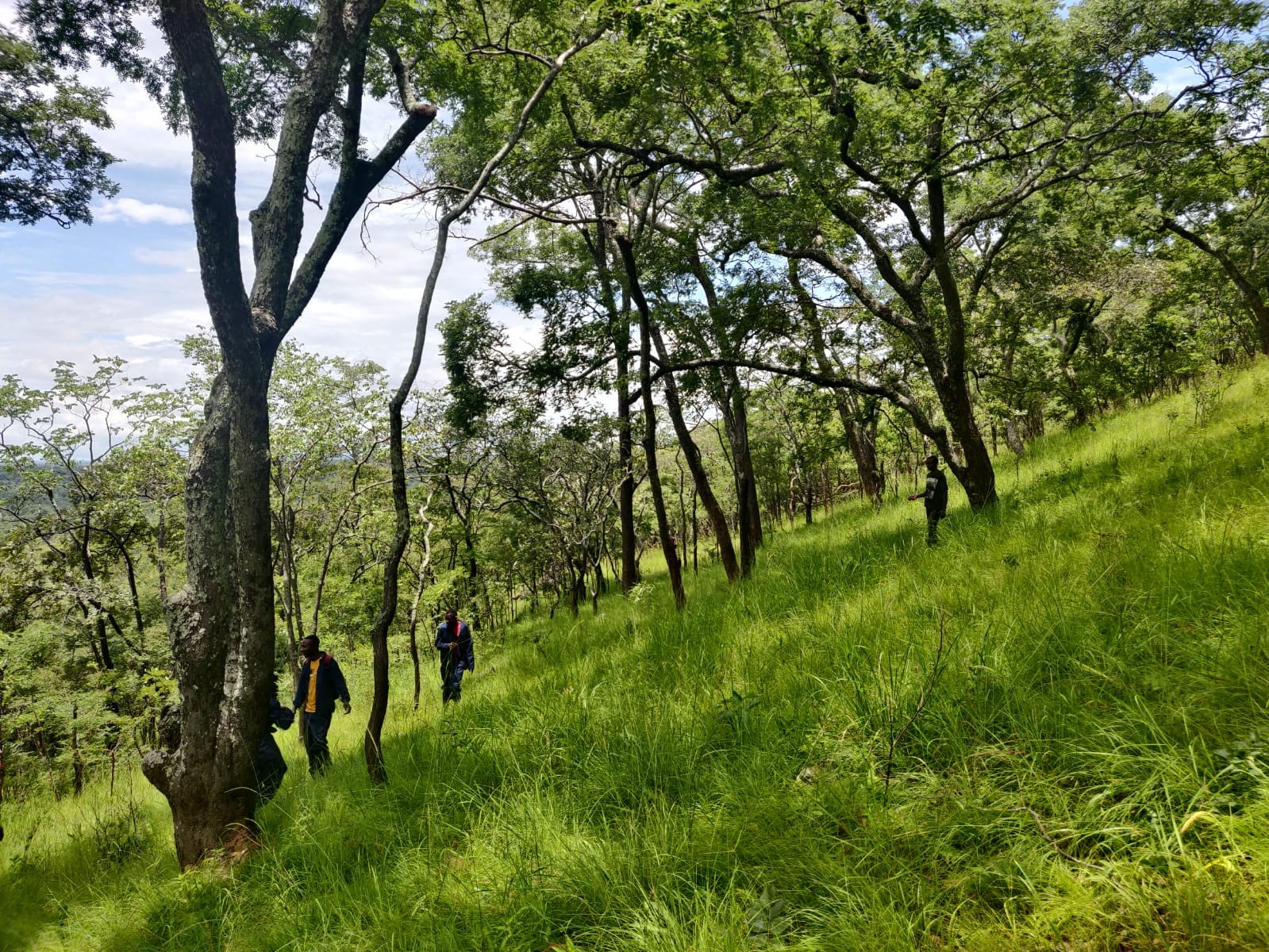 Mukungule - WeForest