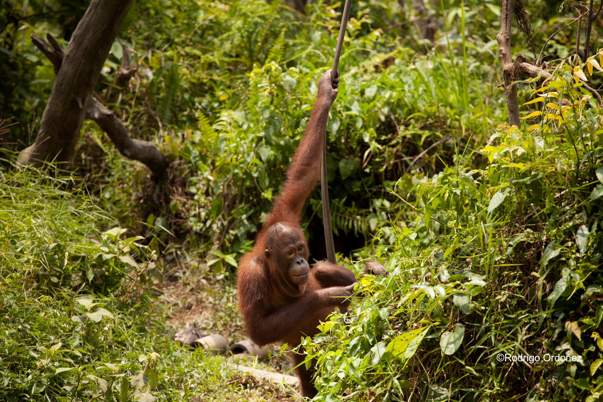 TFA2020 Marrakesh Declaration - WeForest