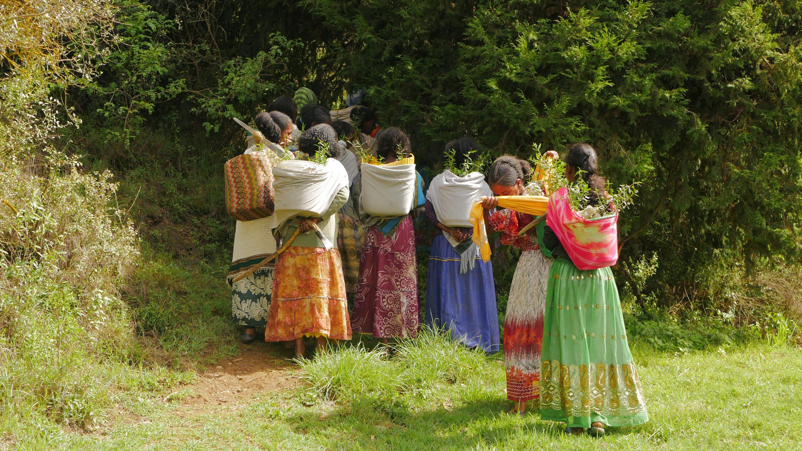 Honoring Women in Conservation: WeForest's Commitment