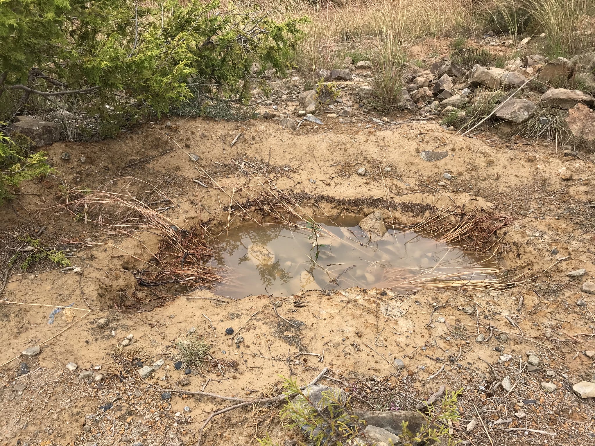 Defending land against desertification and drought - WeForest