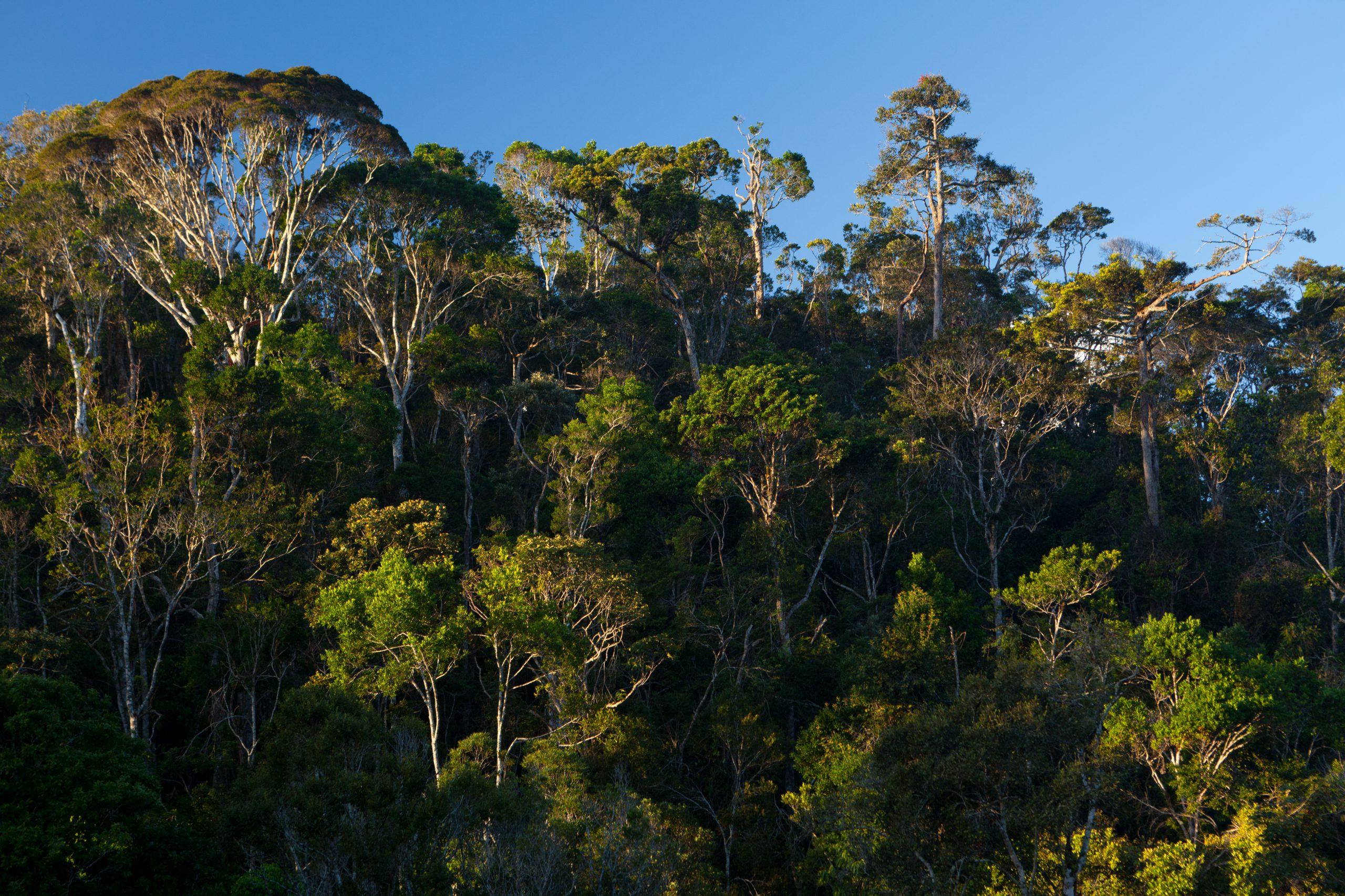 Comparing Trees & Forests - WeForest