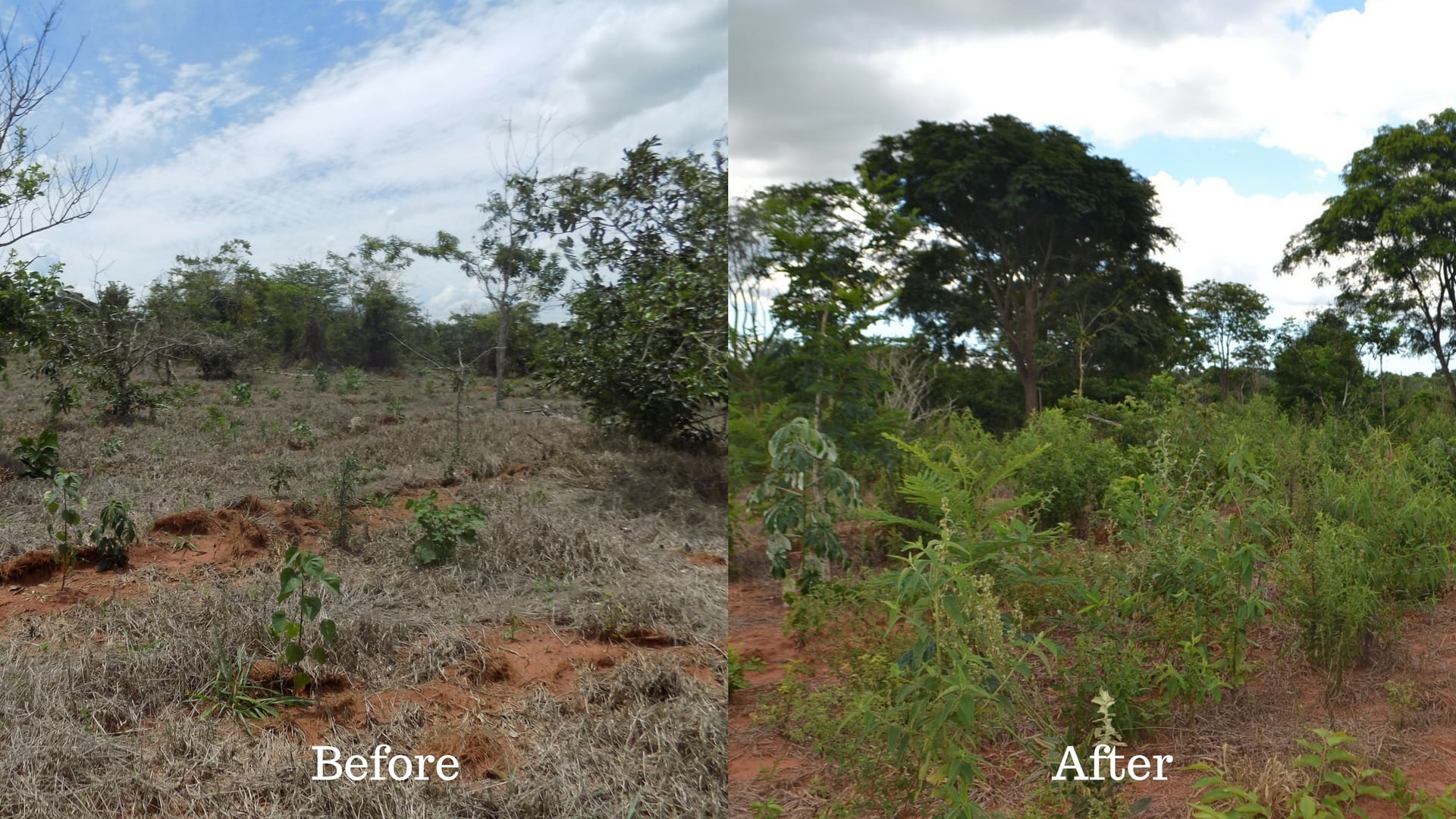 Brazil restoration site: one year on - WeForest