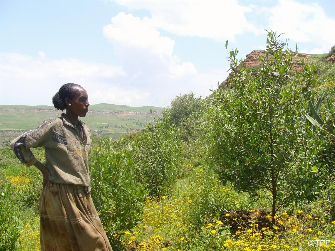 People and planet - WeForest