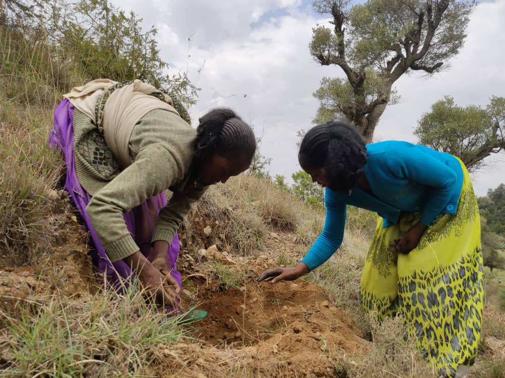 350 million trees in ONE day! - WeForest