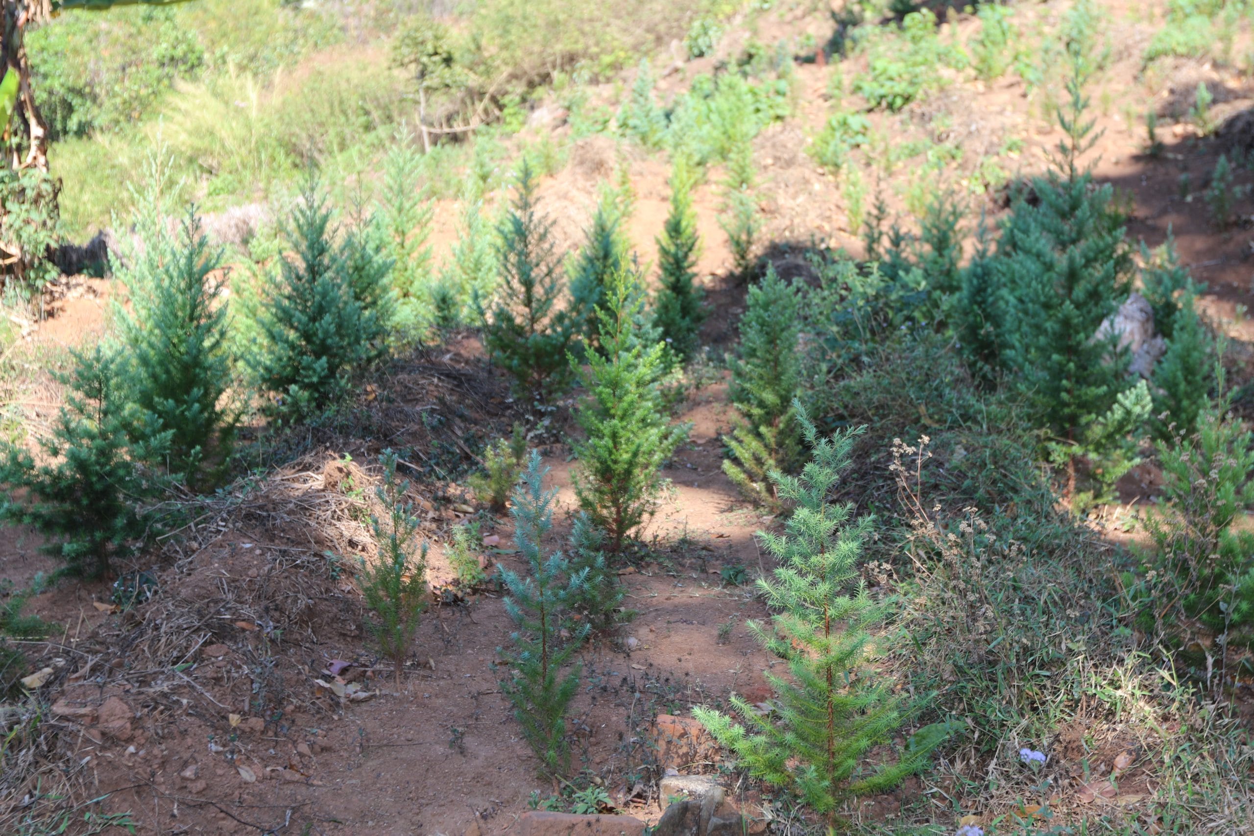 The challenges of growing Mulanje cedar - WeForest
