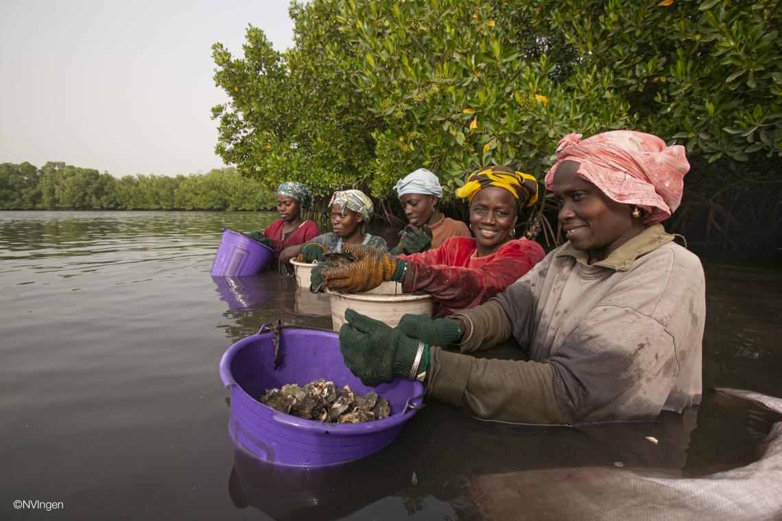 Senegal's Landscape Restoration