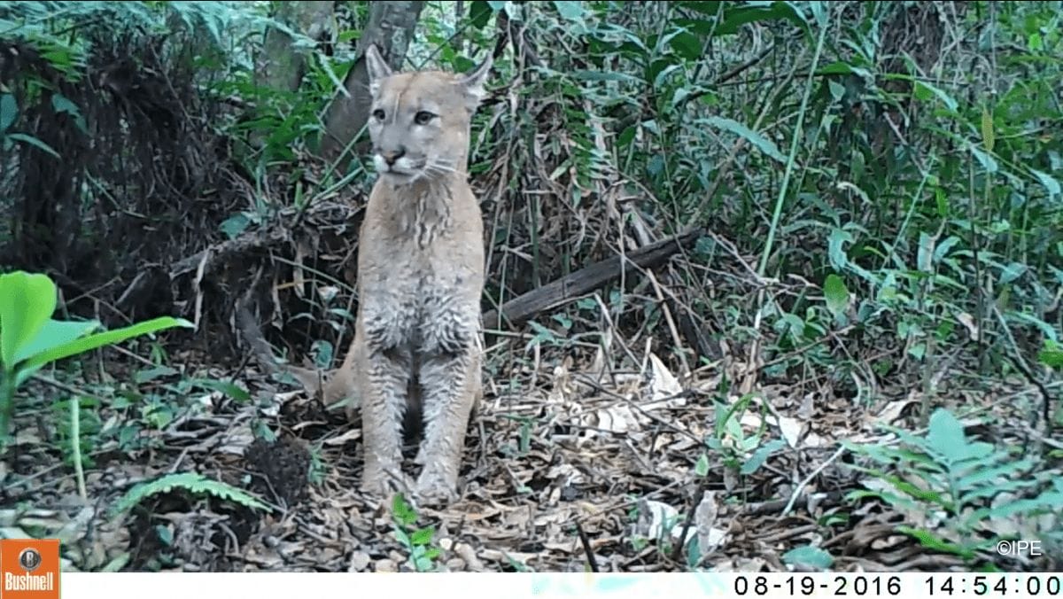 Pumas as Planters: WeForest's Ecological Insights