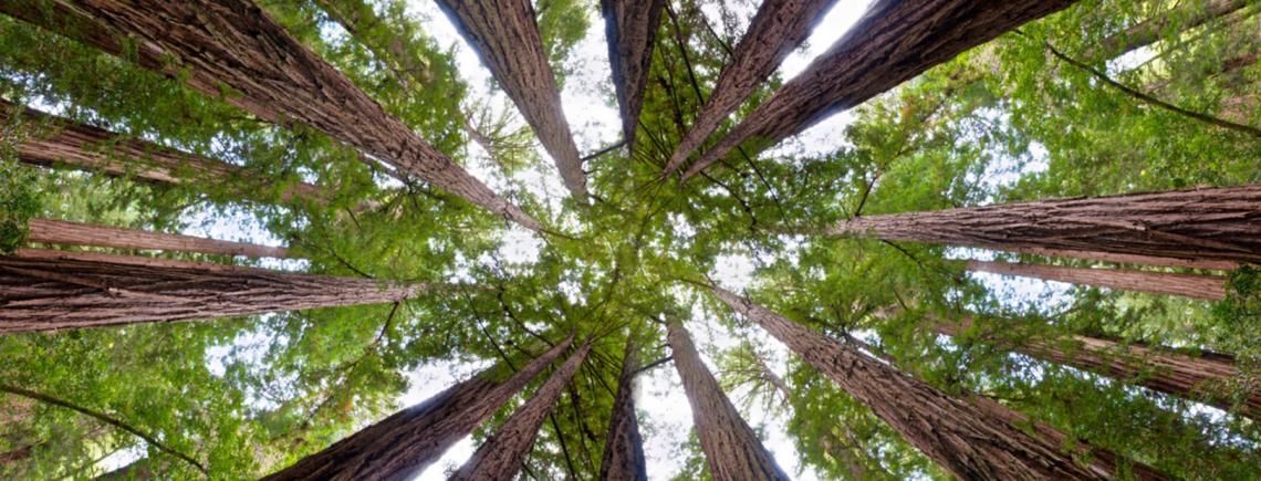 COTY reaches Earth Day goal of 30k trees planted - WeForest