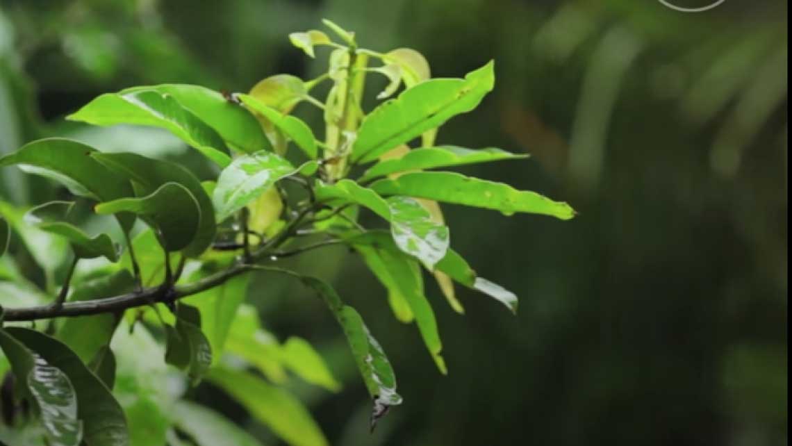 Trees are cleverer than we thought - WeForest