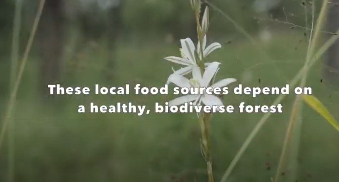 World Environment Day - WeForest