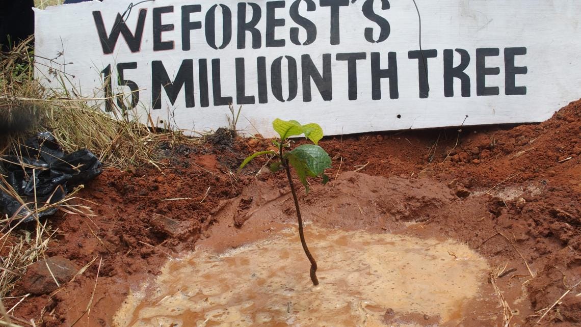 Together we planted 15 million trees! - WeForest