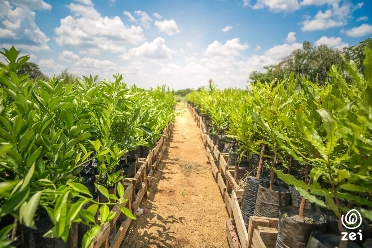 Youth's Impact on Ecosystems: WeForest's Coconut Tree Shake