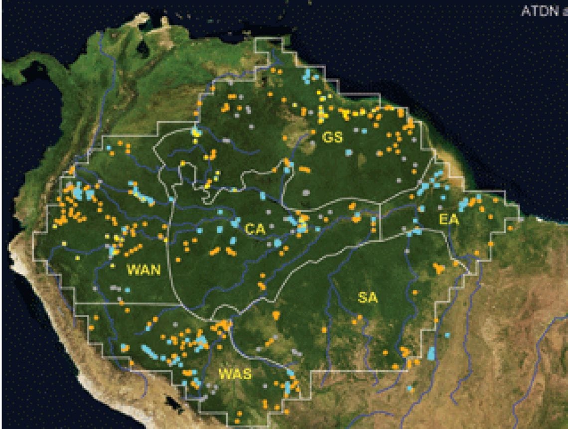 Exploring Amazonian Tree Flora: WeForest's Botanical Dive