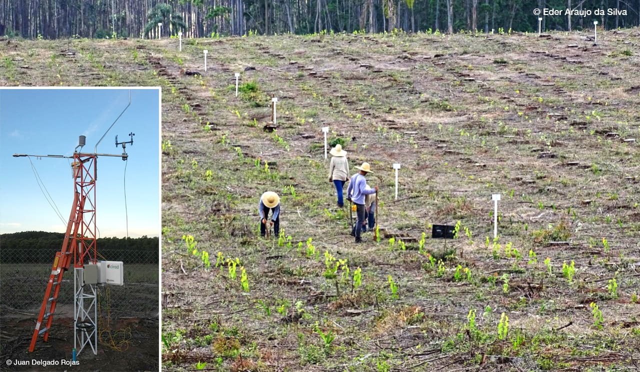 Flux tower experiment is reaching for the skies - WeForest