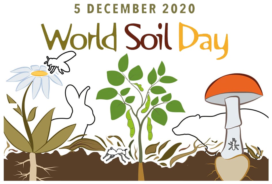 Celebrating World Soil Day: Soil's Vital Role - WeForest